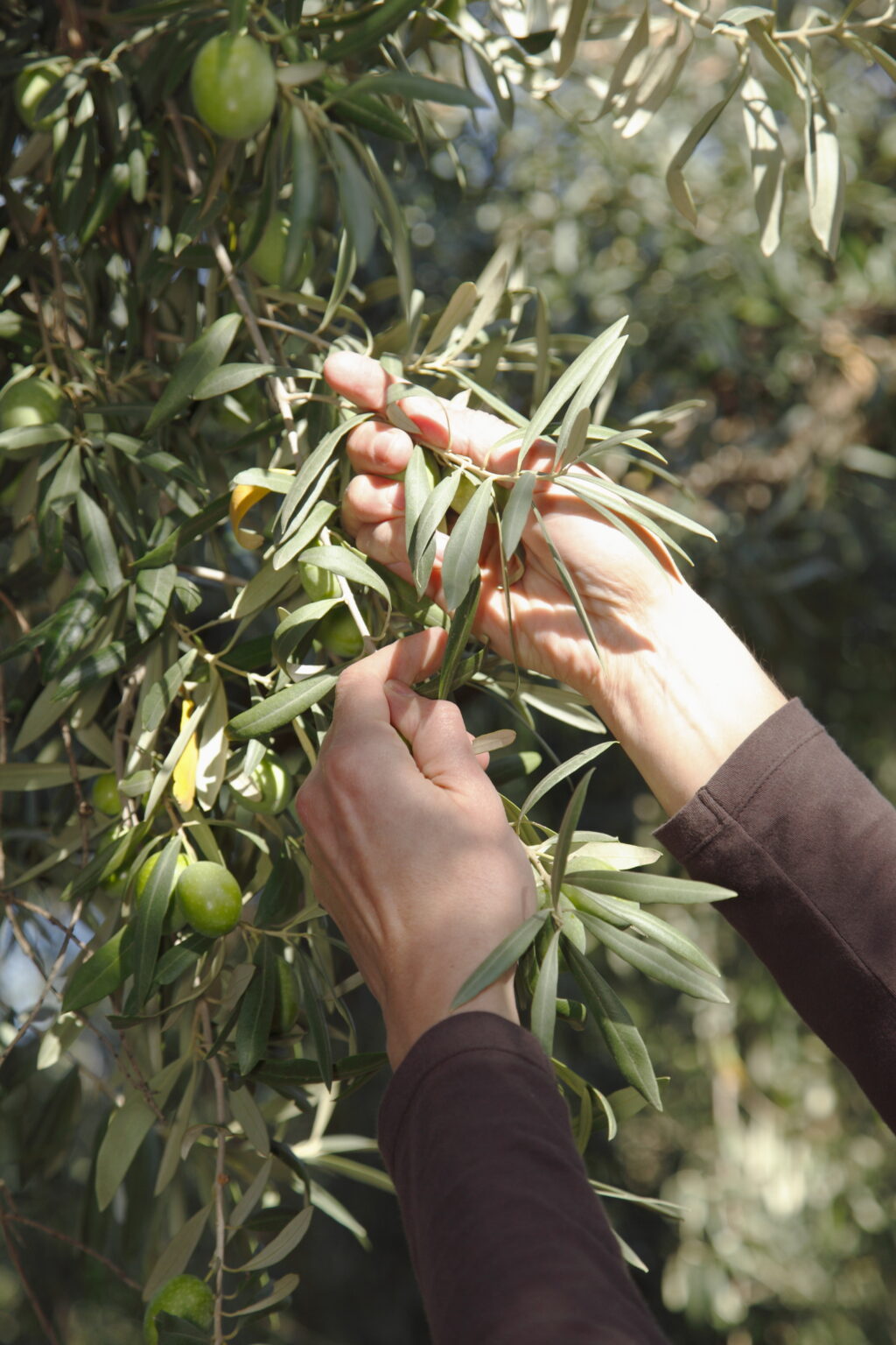 How We Grow - California Ripe Olives