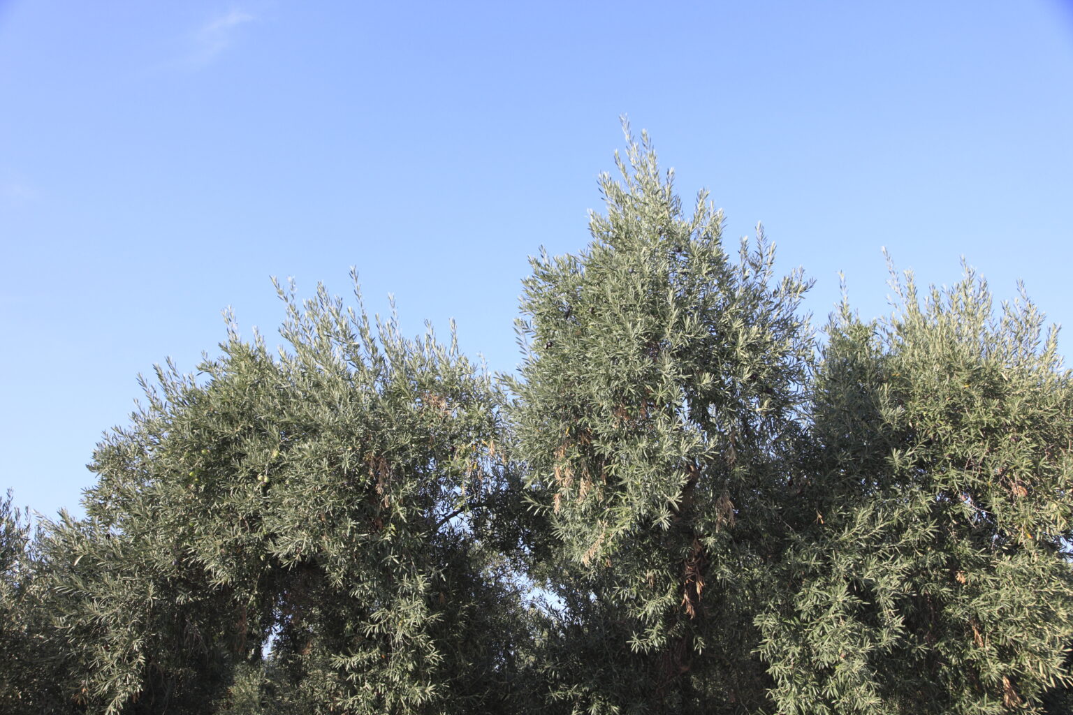 How We Grow - California Ripe Olives