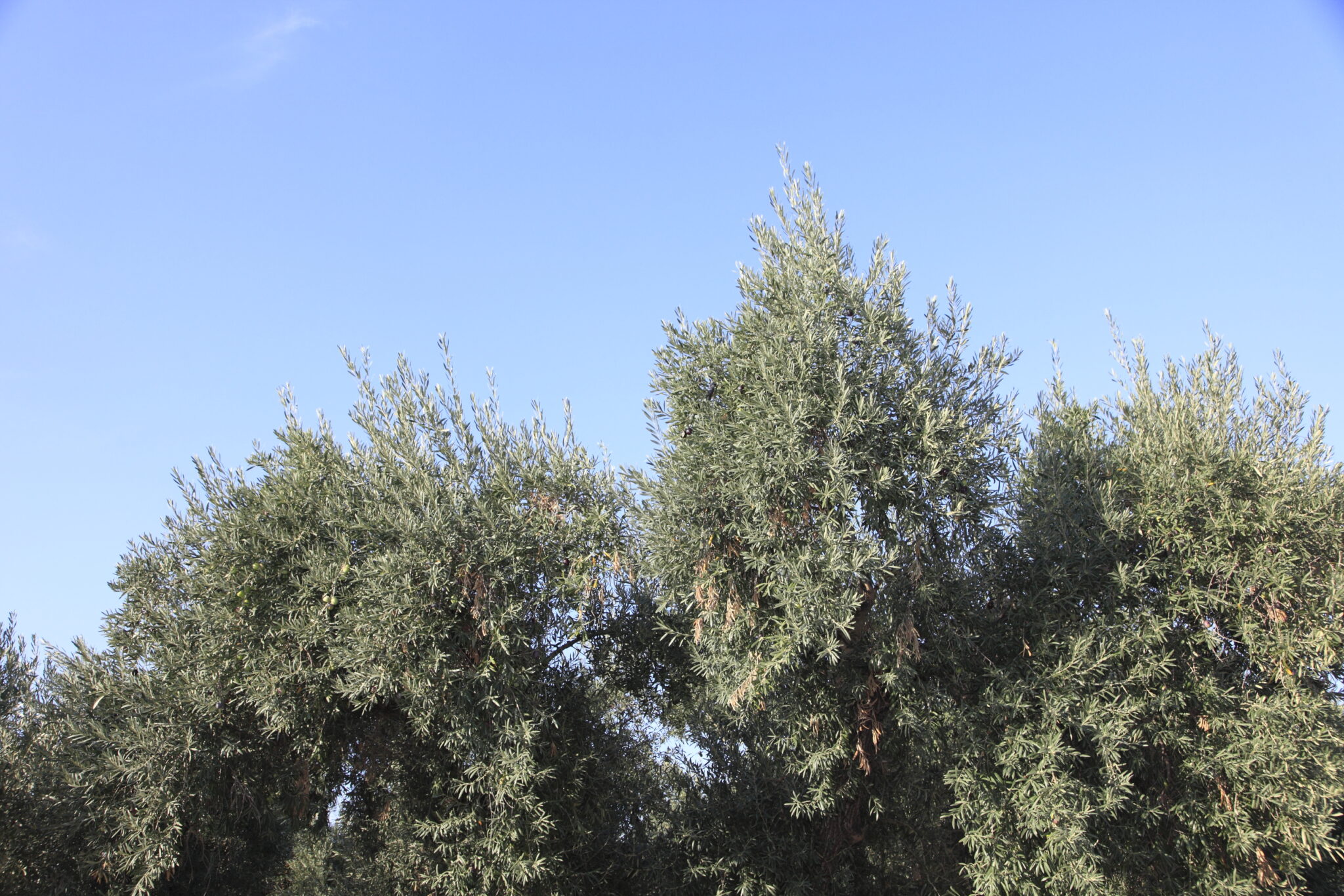 How We Grow - California Ripe Olives