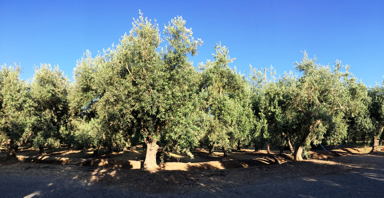 The California Difference - California Ripe Olives