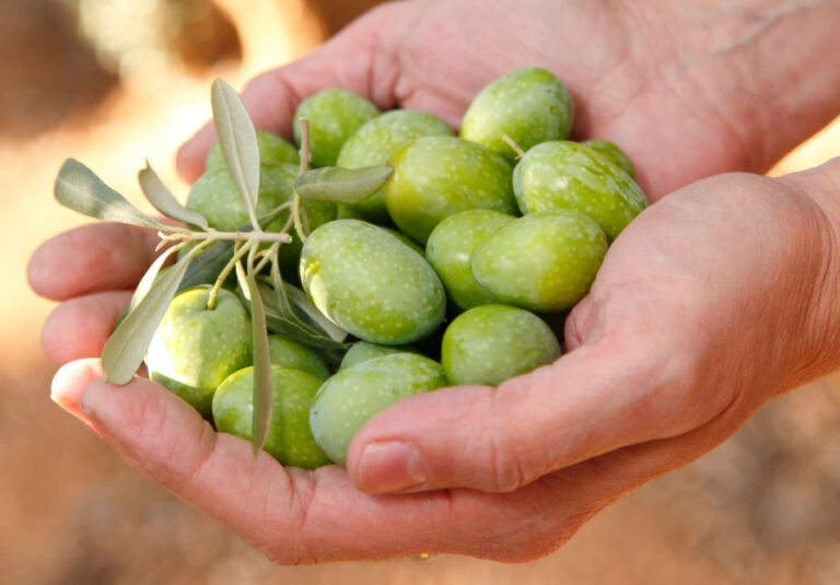 The California Difference - California Ripe Olives